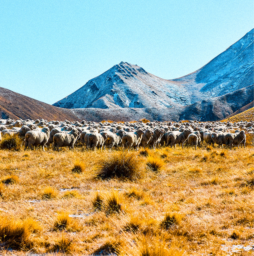 McCloud Merino Beanie - Dark Olive | Unisex Beanie & Mons Royale New Zealand